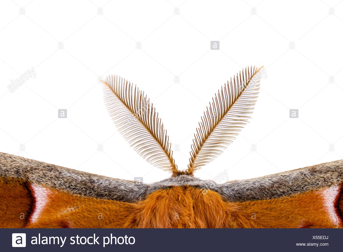 Bipectinate Antennae High Resolution Stock Photography and Images - Alamy
