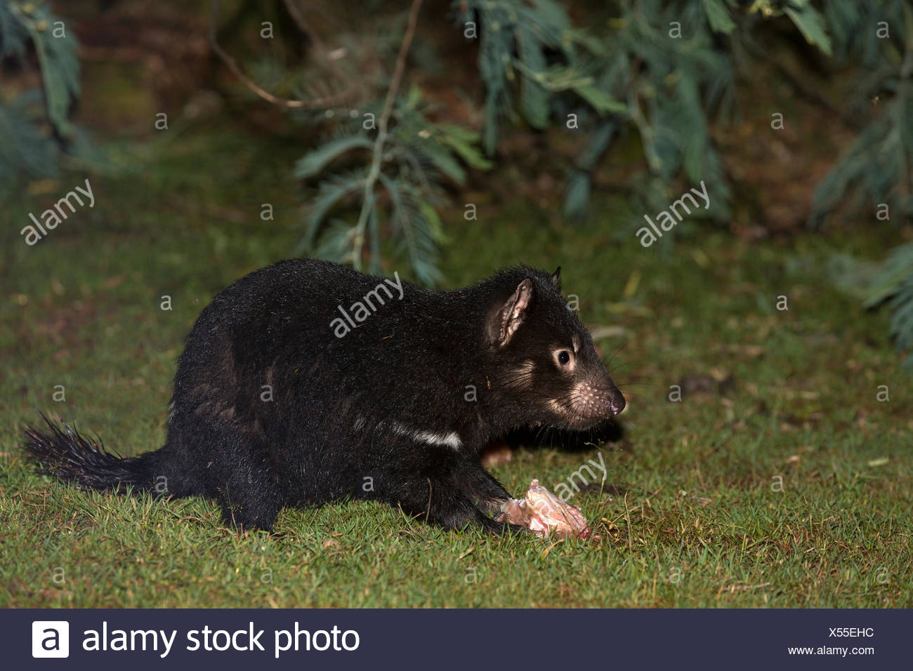 Tasmanian Devil Eating High Resolution Stock Photography and Images - Alamy