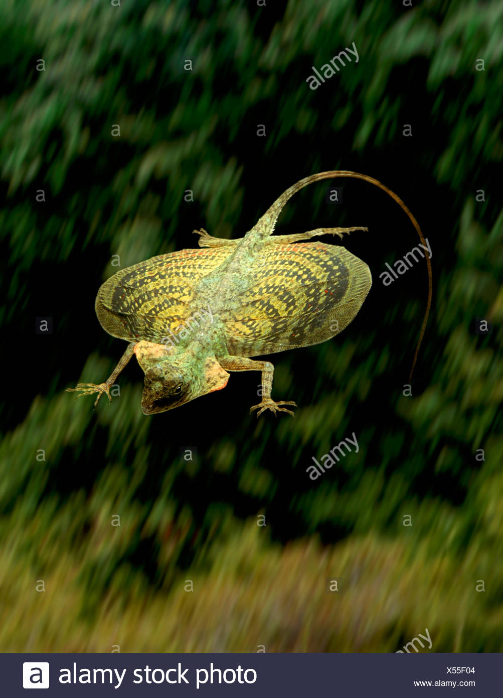 Draco Volans High Resolution Stock Photography and Images - Alamy