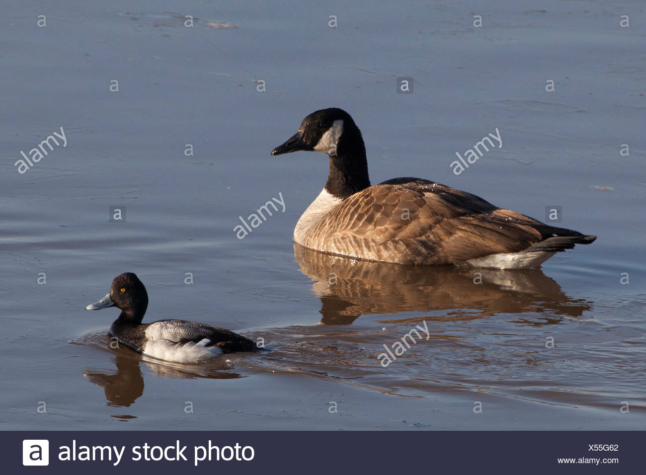 Lesser Canada Goose High Resolution Stock Photography and Images - Alamy