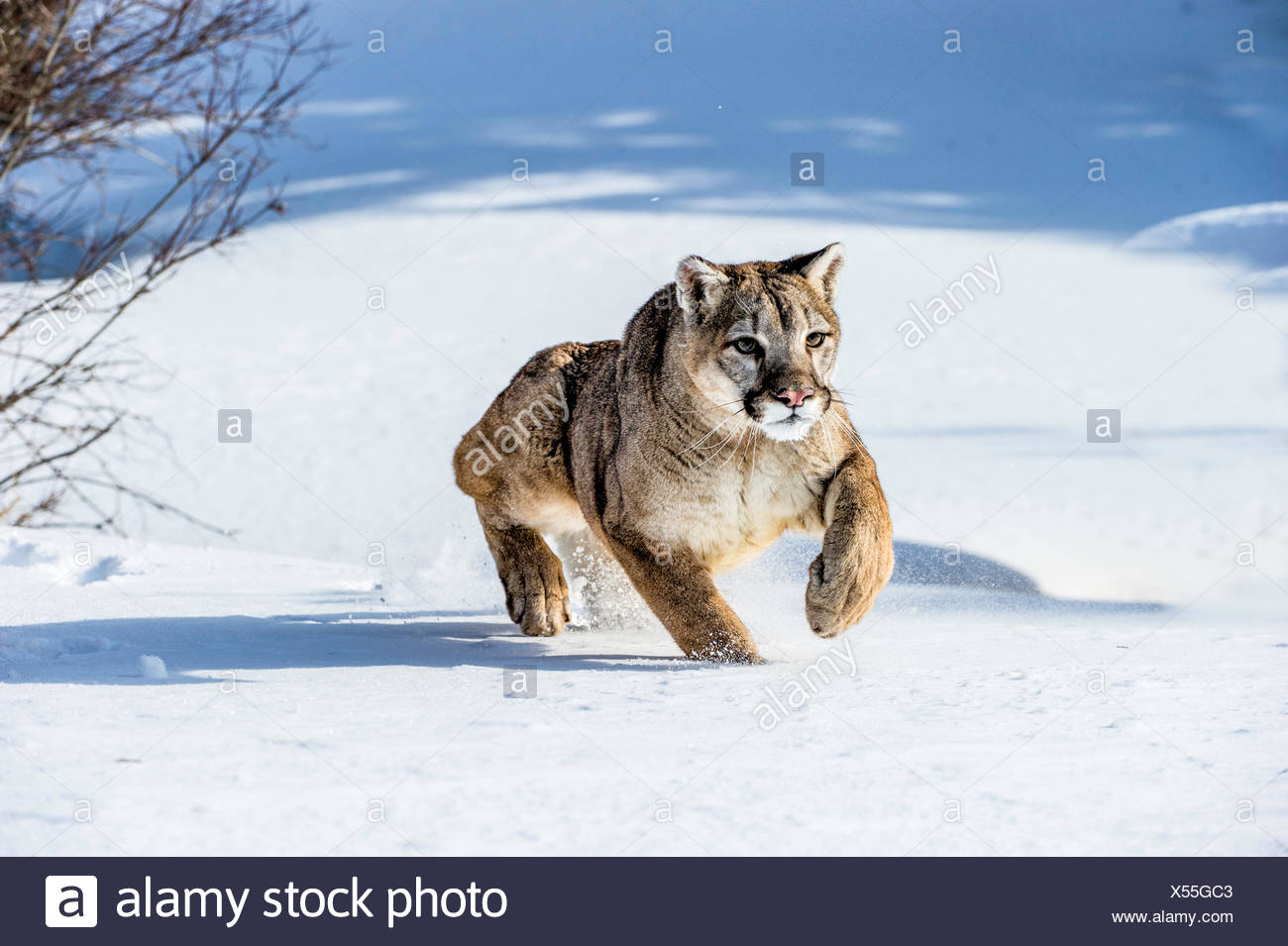 Captive Mountain Lion High Resolution Stock Photography and Images - Alamy