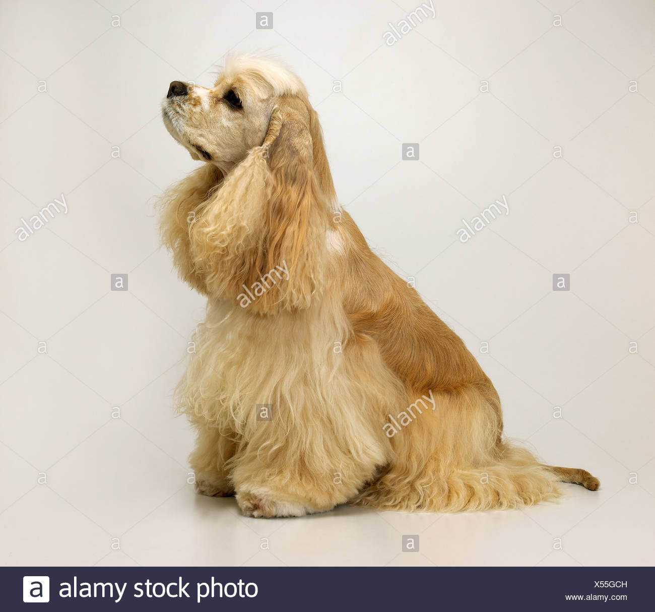 Golden Spaniel High Resolution Stock Photography and Images - Alamy
