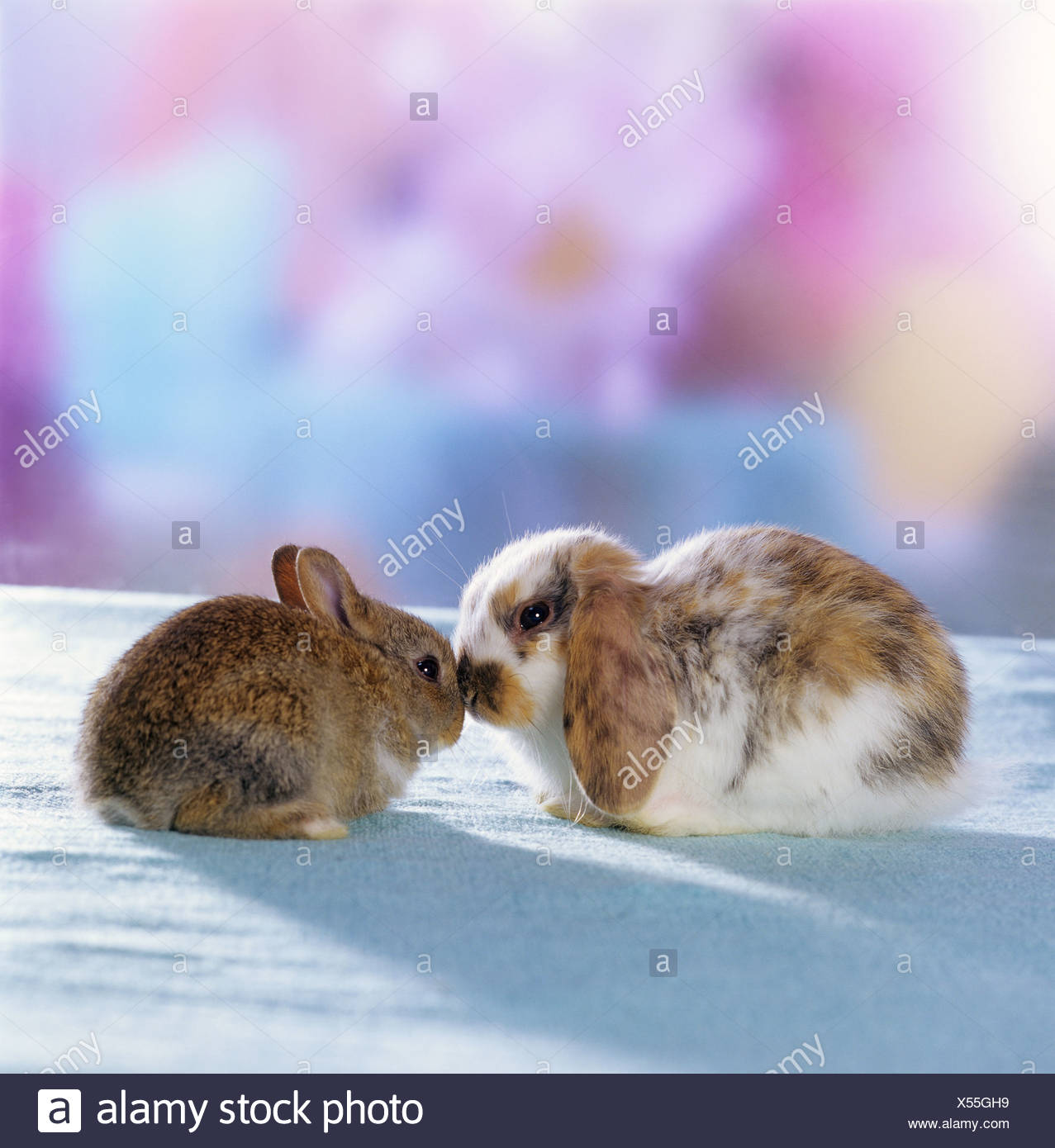 Lop Eared Rabbit High Resolution Stock Photography and Images - Alamy