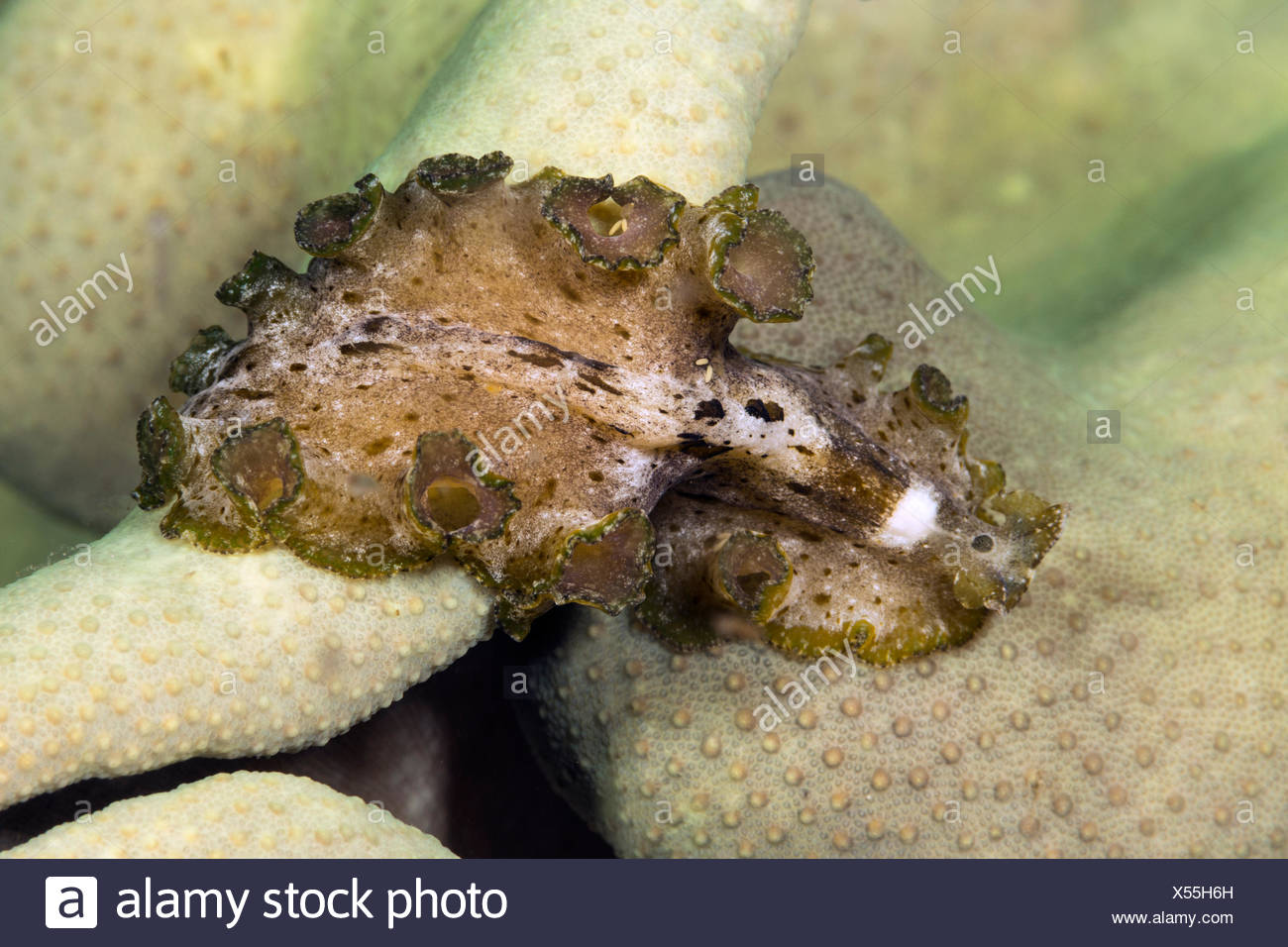 Planaria Worm High Resolution Stock Photography and Images - Alamy