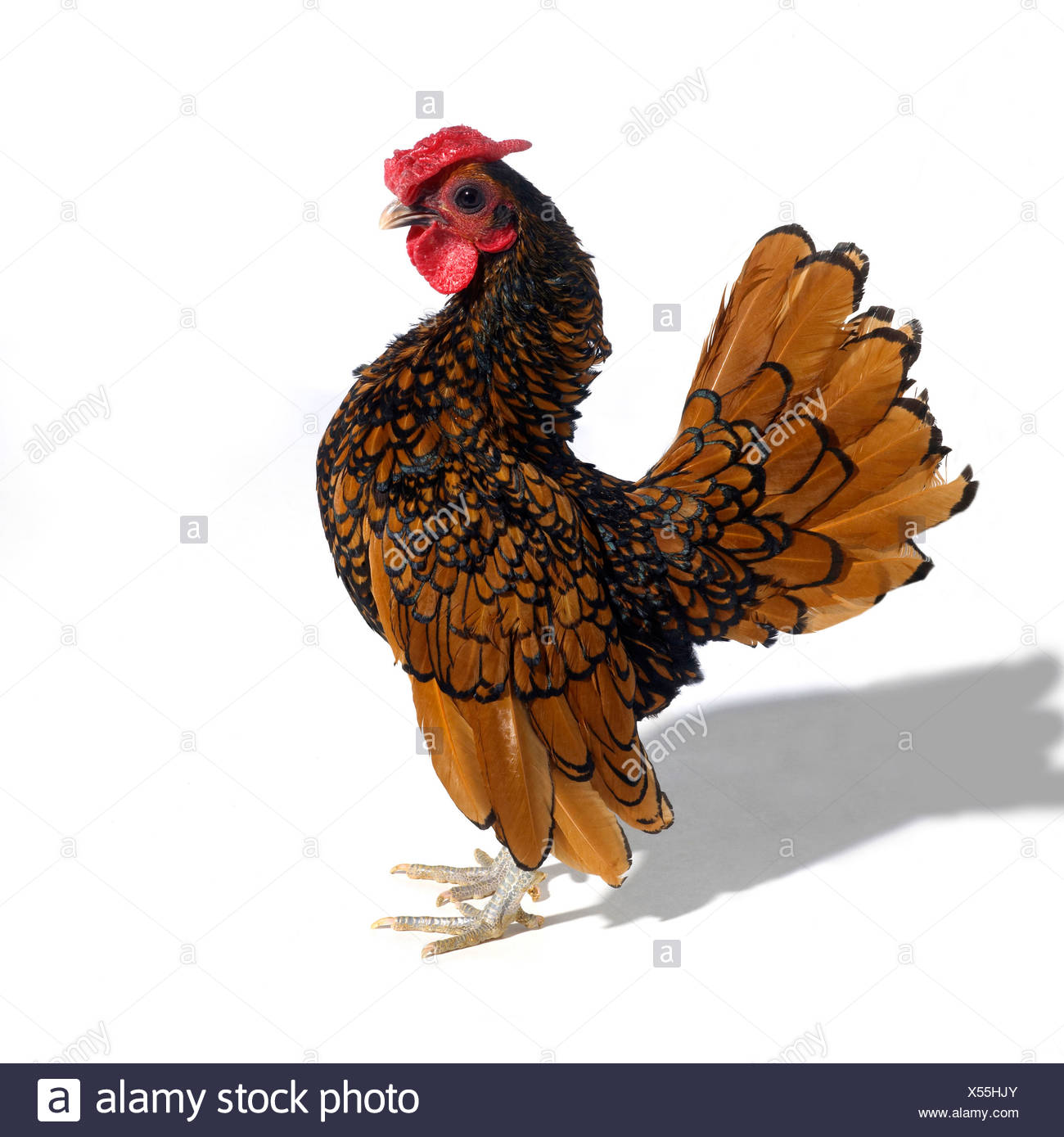 Bantam Rooster High Resolution Stock Photography and Images - Alamy