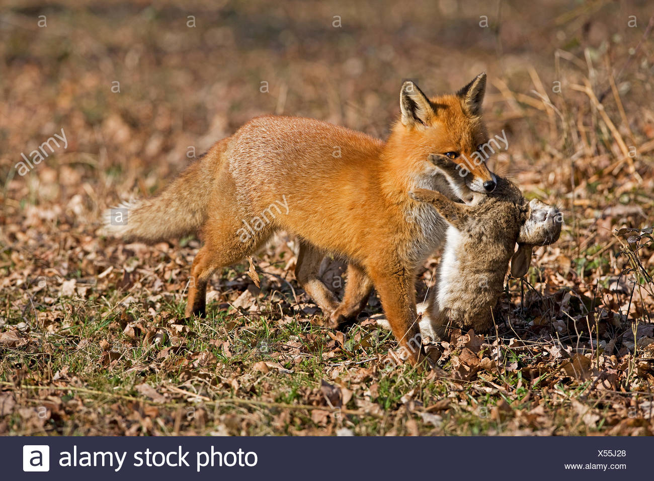 Fox Hunting A Wild Rabbit High Resolution Stock Photography and Images ...