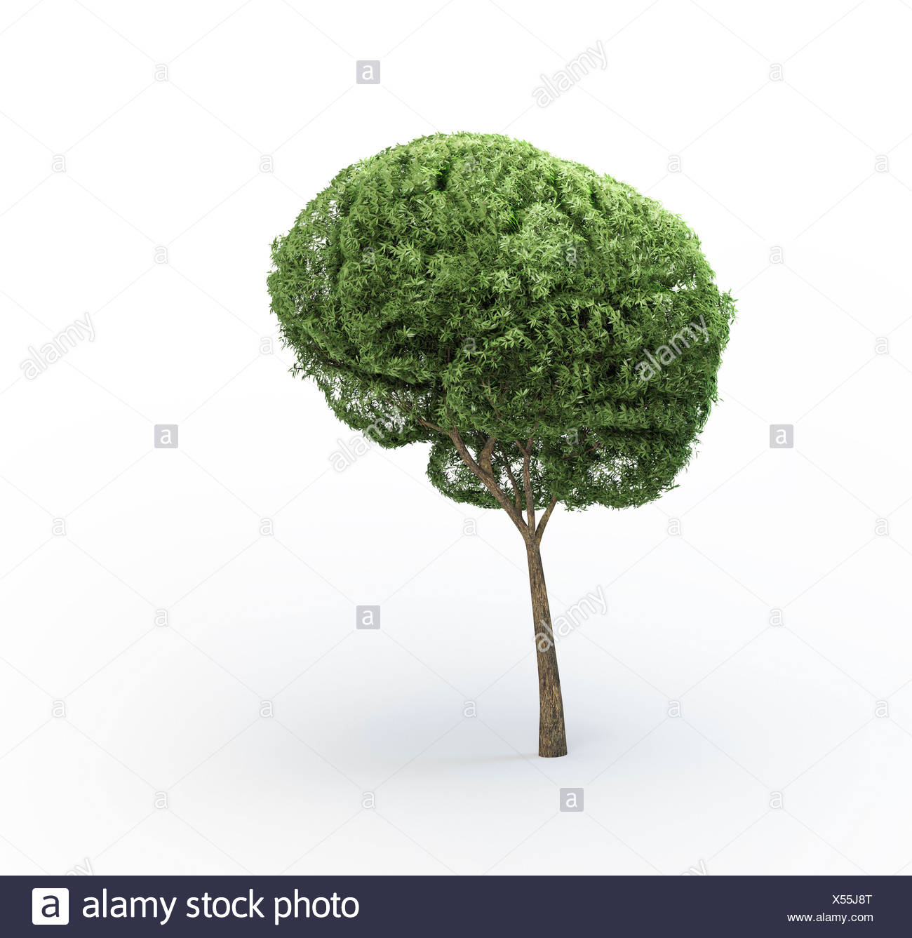 Green Brain Tree High Resolution Stock Photography and Images - Alamy