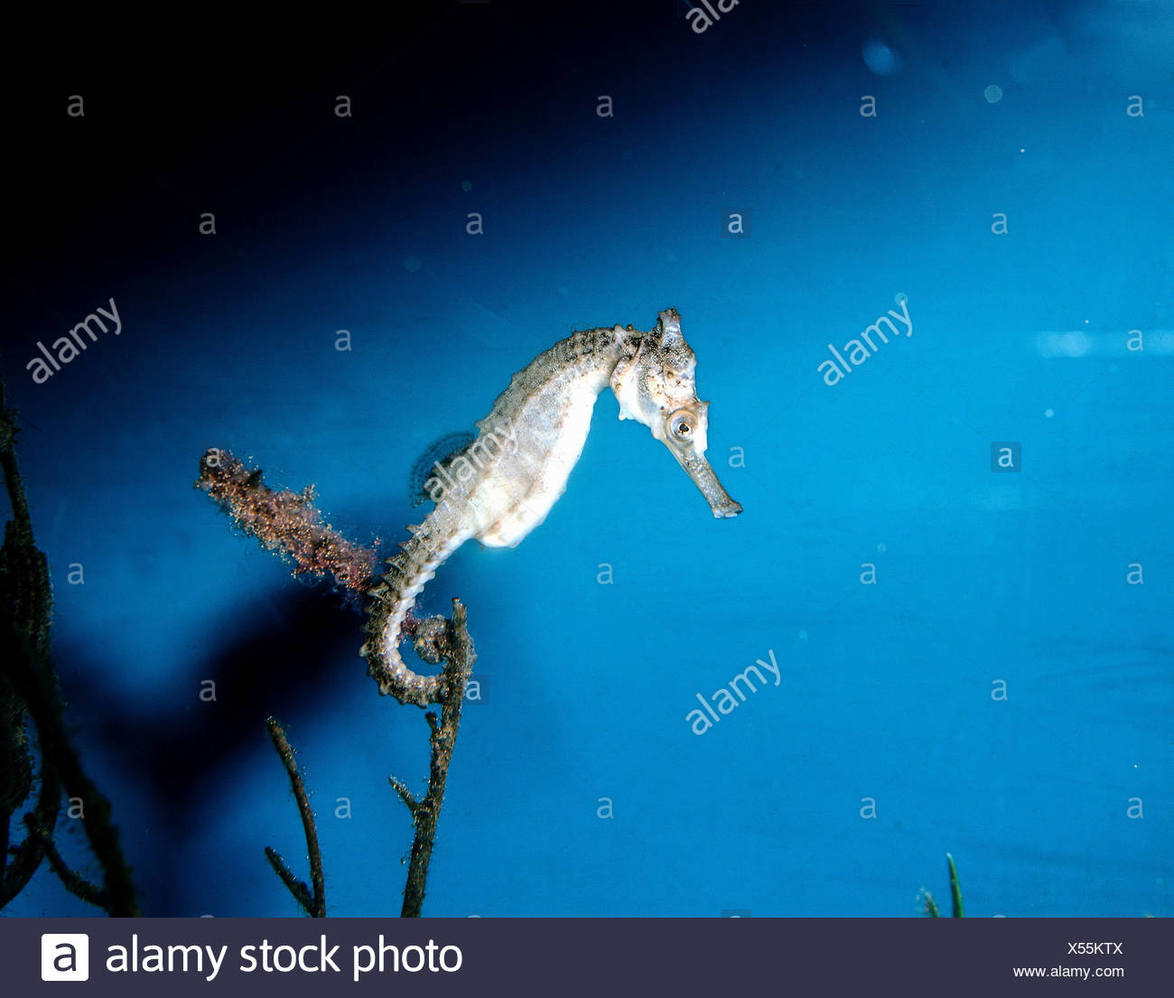 Animals Zoology High Resolution Stock Photography and Images - Alamy