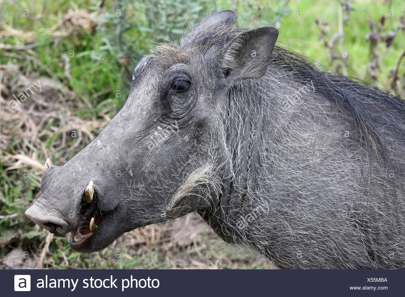 Warthog Head Stock Photos & Warthog Head Stock Images - Alamy