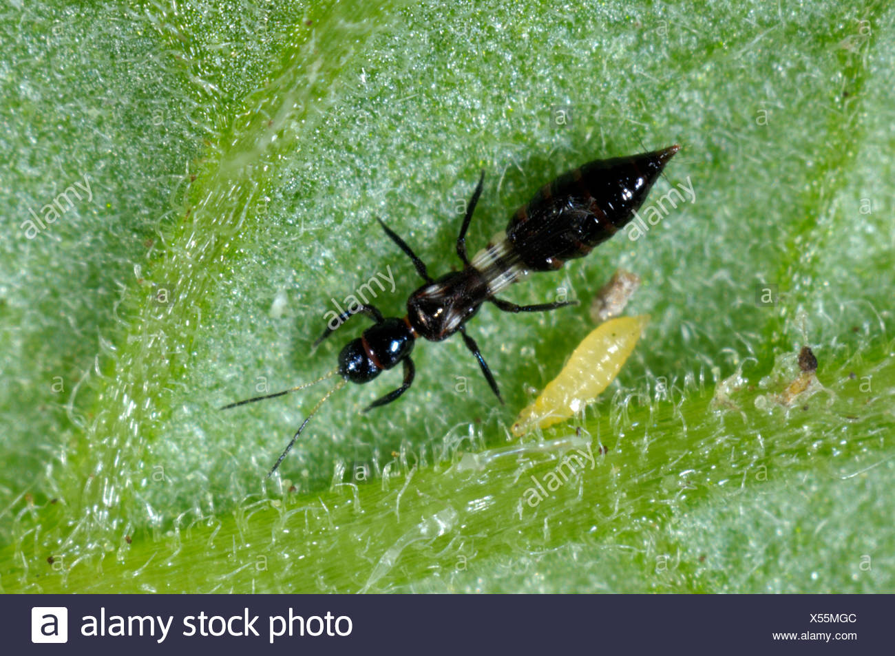 Franklinothrips Vespiformis High Resolution Stock Photography and ...