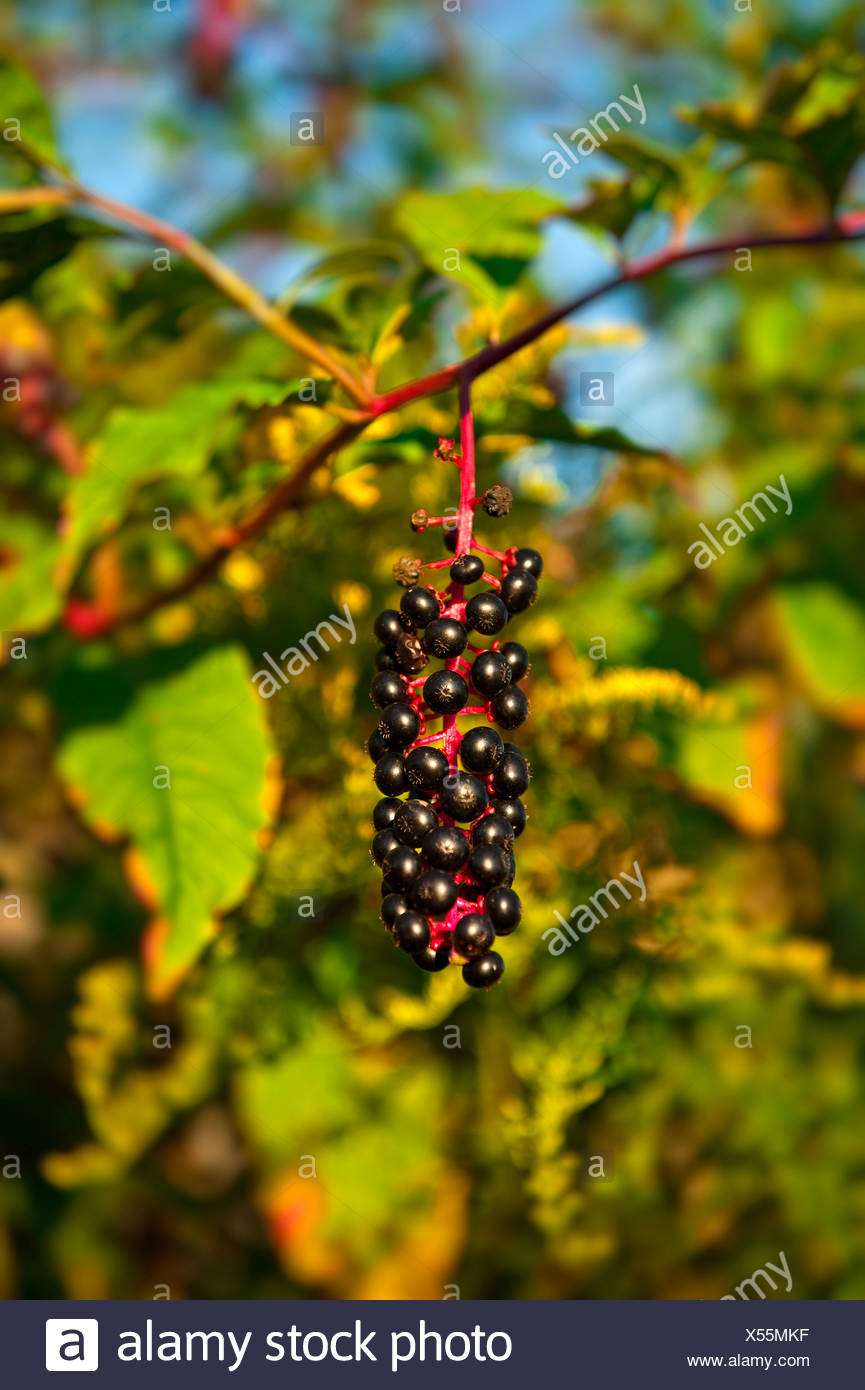 Poke Berries High Resolution Stock Photography and Images - Alamy