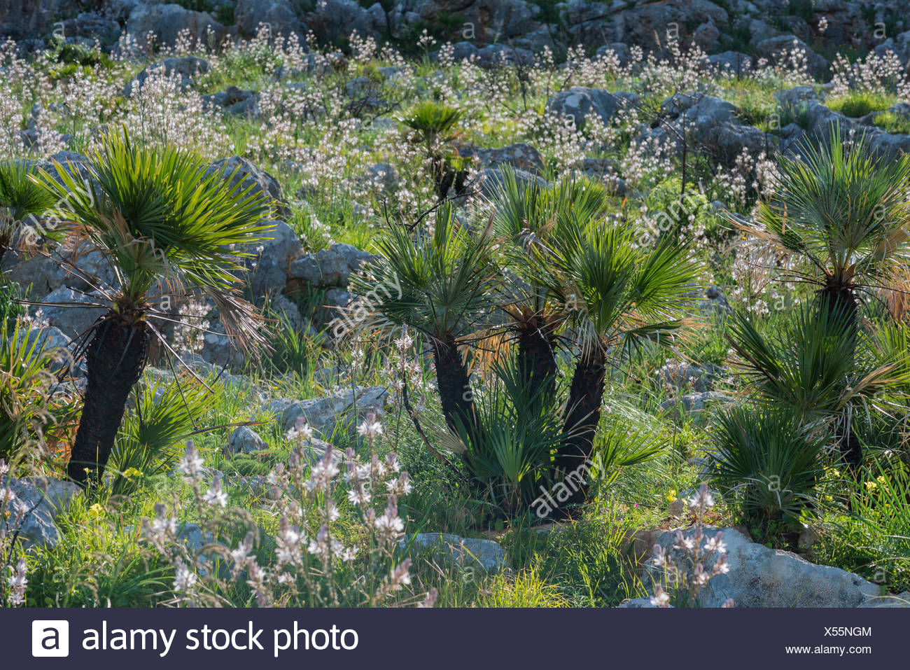 Dwarf Palm Trees High Resolution Stock Photography and Images - Alamy