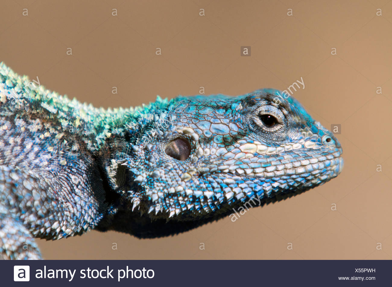 Tree Agama High Resolution Stock Photography and Images - Alamy