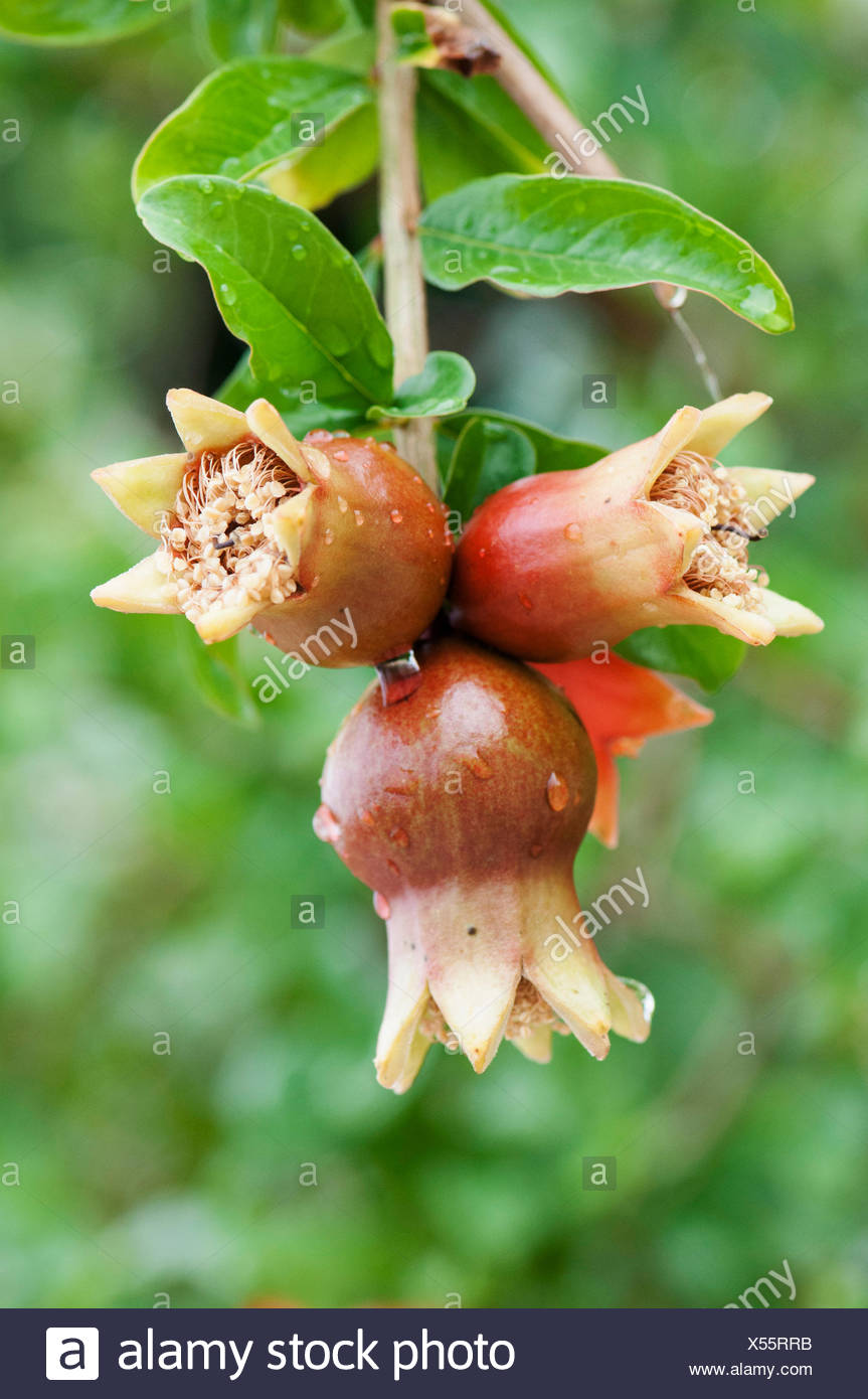 Libya National Flower High Resolution Stock Photography and Images - Alamy