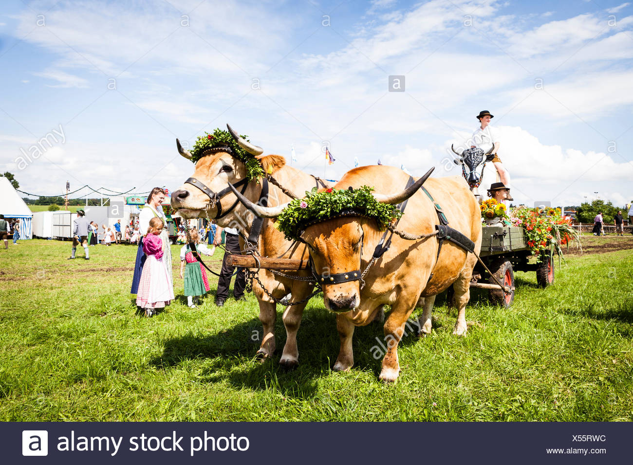 Ox Drawn Cart Stock Photos & Ox Drawn Cart Stock Images - Alamy