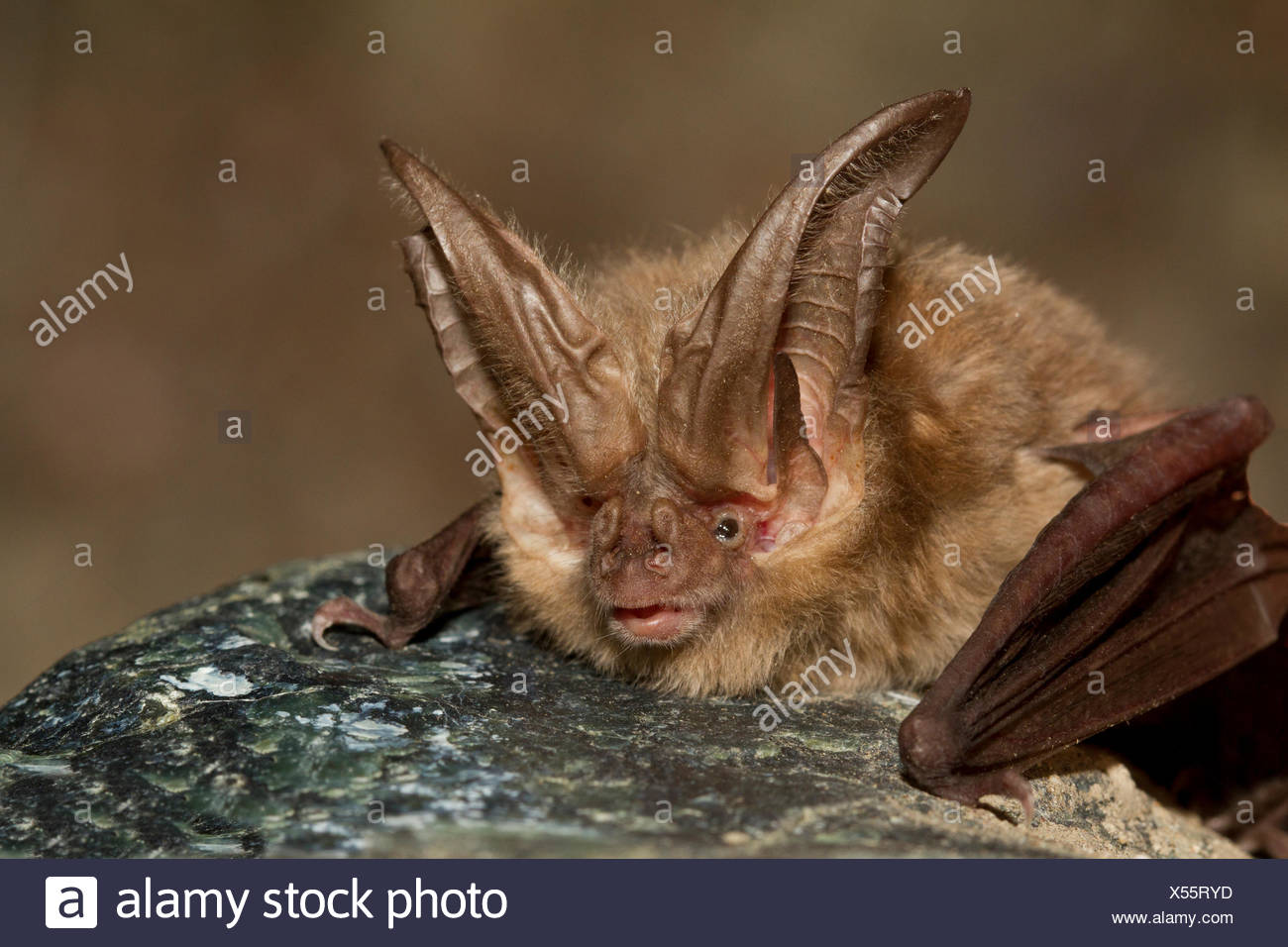 Corynorhinus Townsendii High Resolution Stock Photography and Images ...
