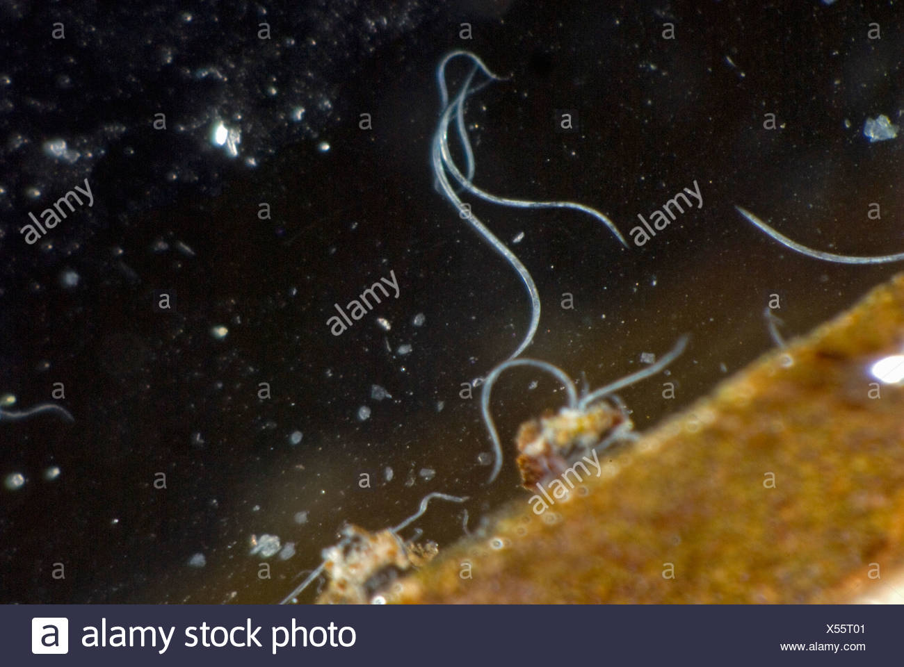 Eelworms High Resolution Stock Photography and Images - Alamy