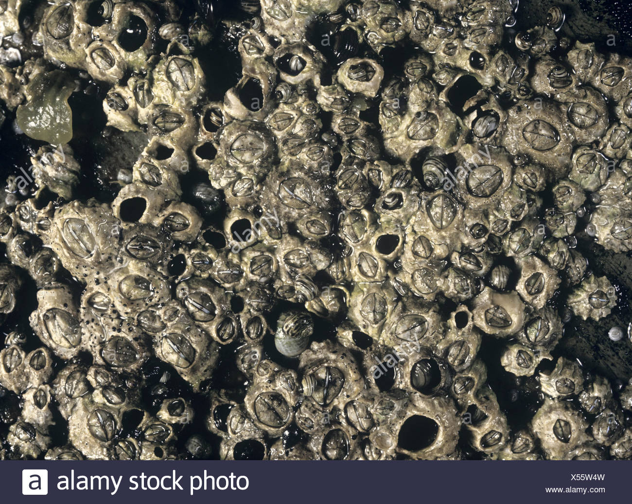 Chthamalus Stock Photos & Chthamalus Stock Images - Alamy