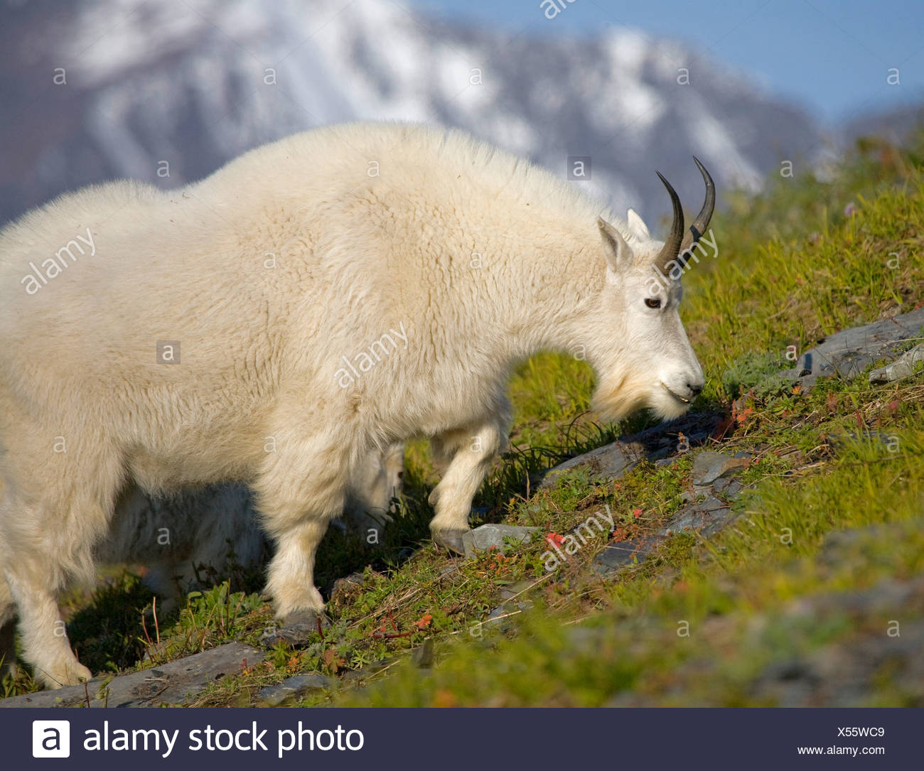Mountain Goat And Alaska Stock Photos & Mountain Goat And Alaska Stock ...