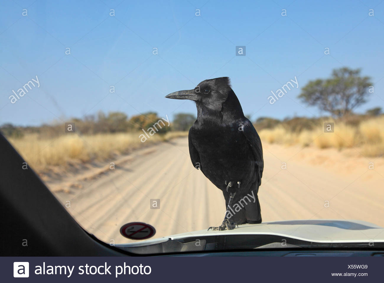 South African Crow High Resolution Stock Photography and Images - Alamy