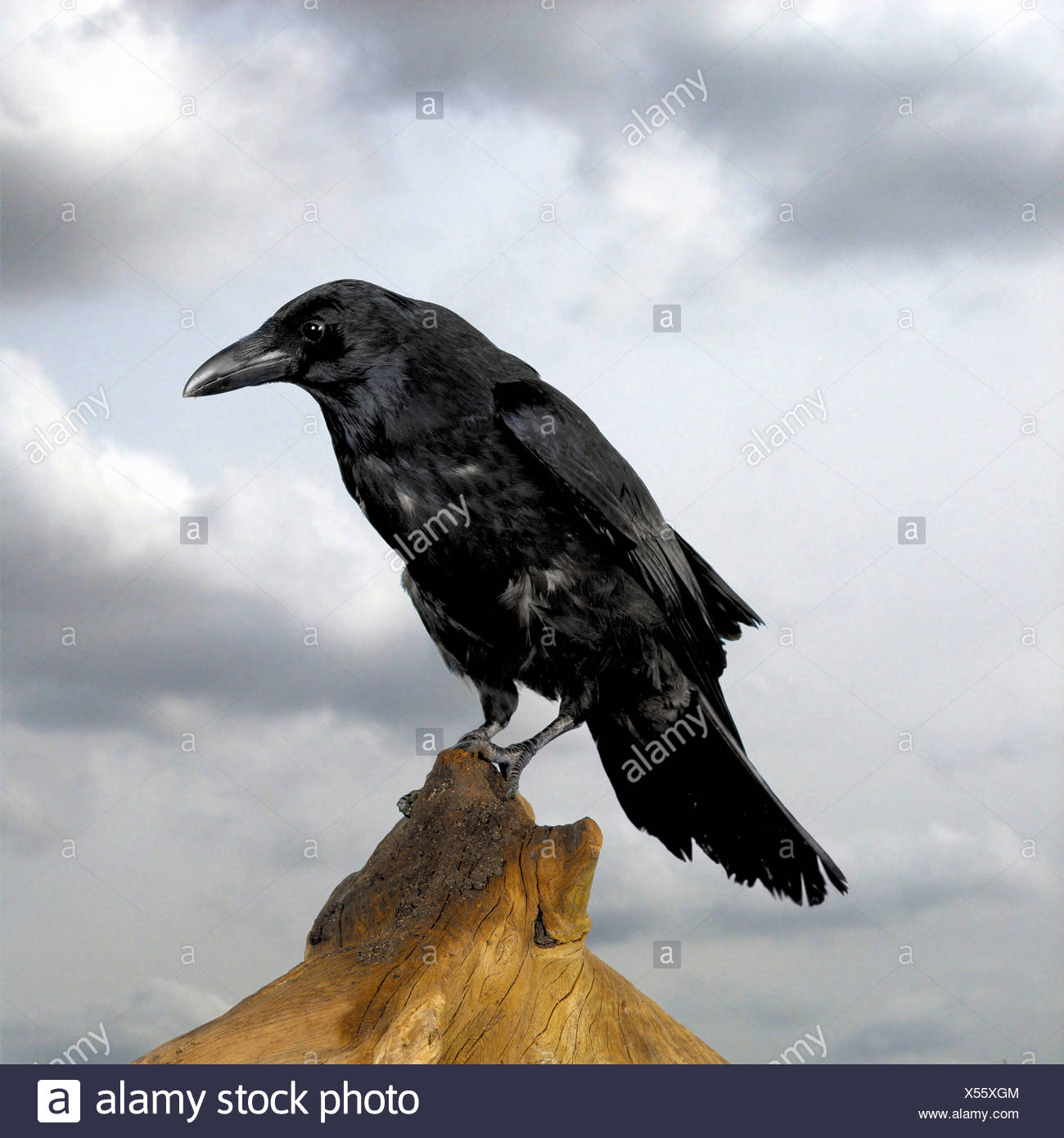 Crow Feather High Resolution Stock Photography and Images - Alamy