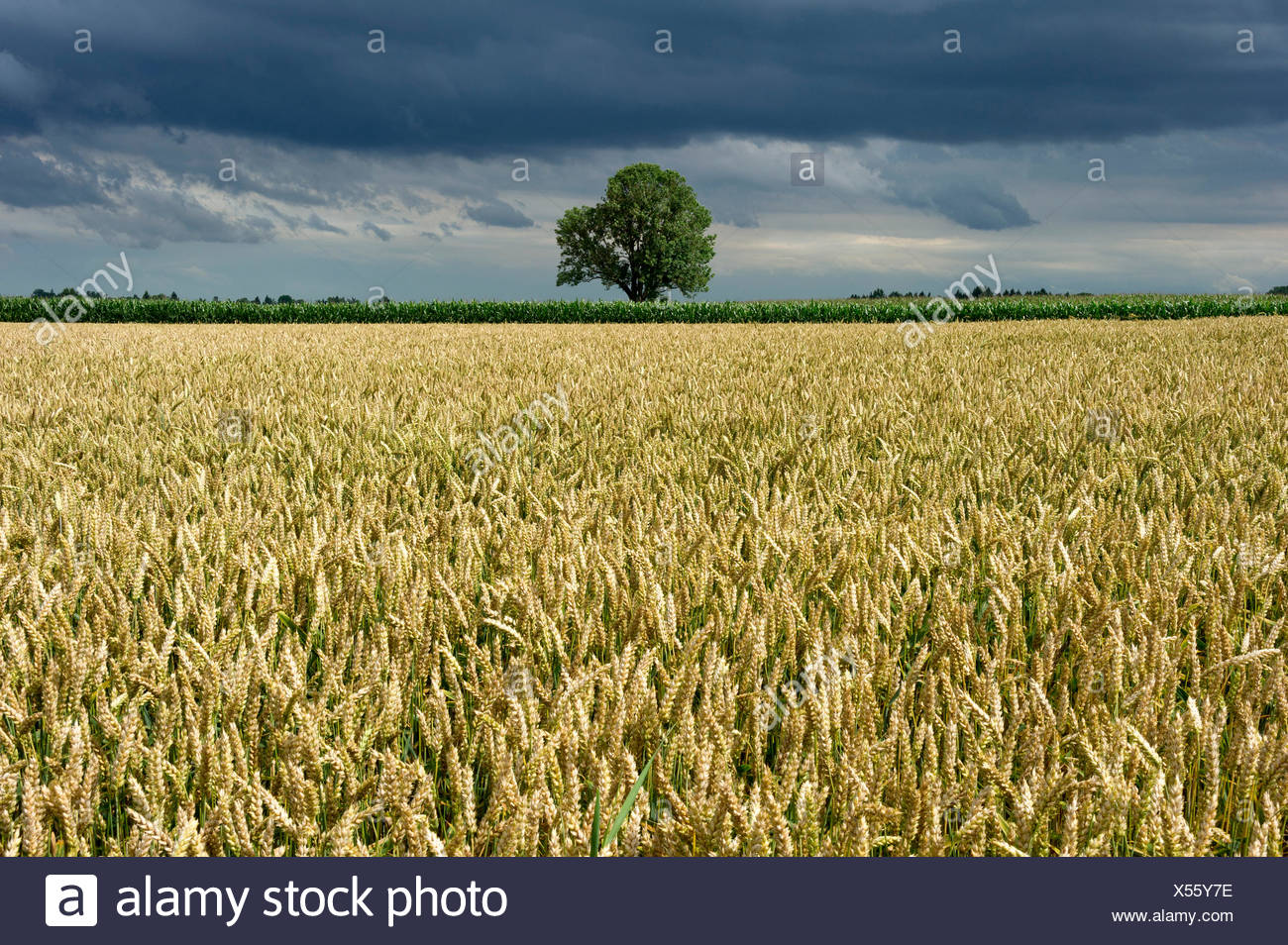 Dark Ash High Resolution Stock Photography and Images - Alamy