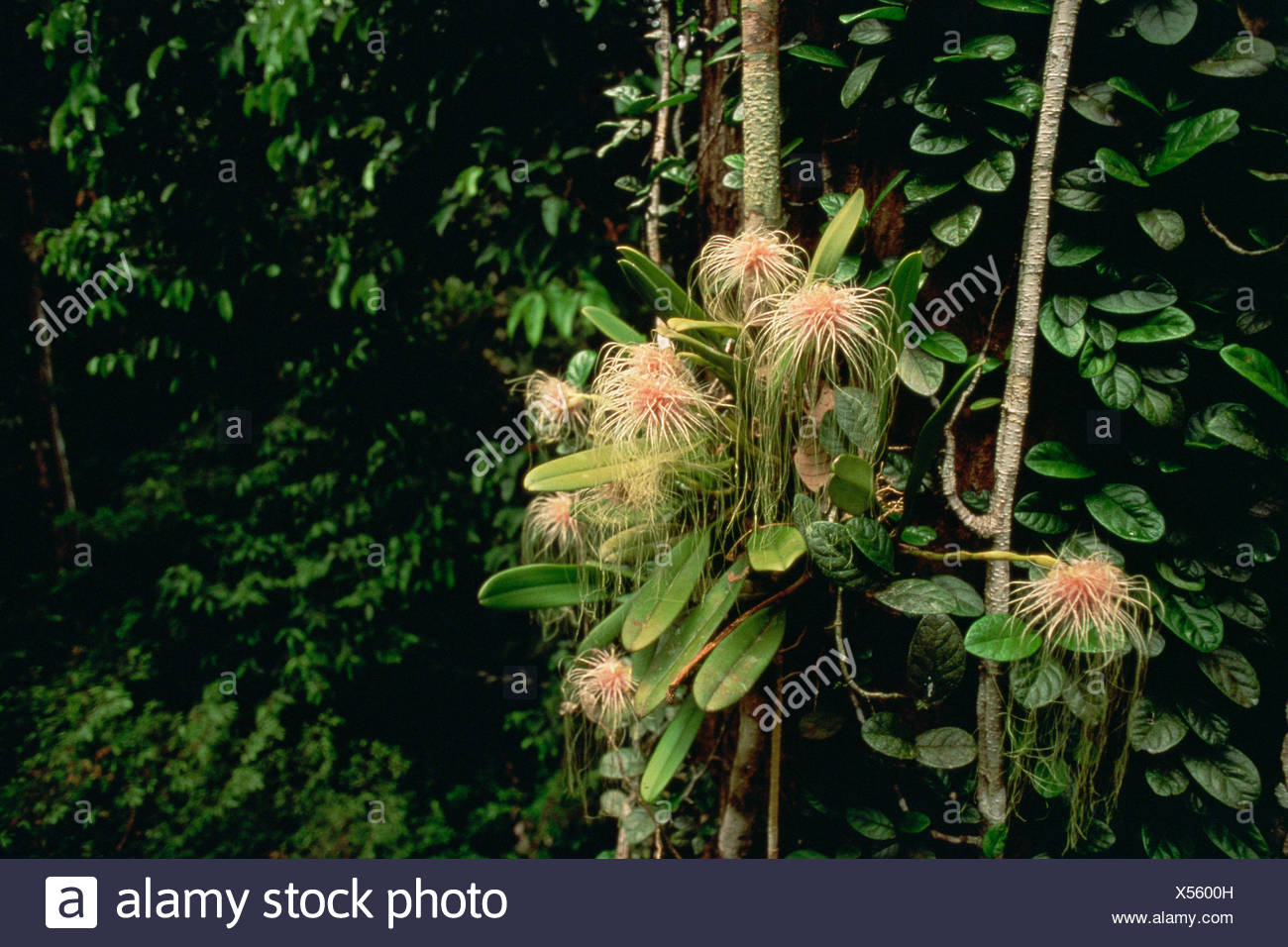 Tropical Rainforst Plants High Resolution Stock Photography and Images ...