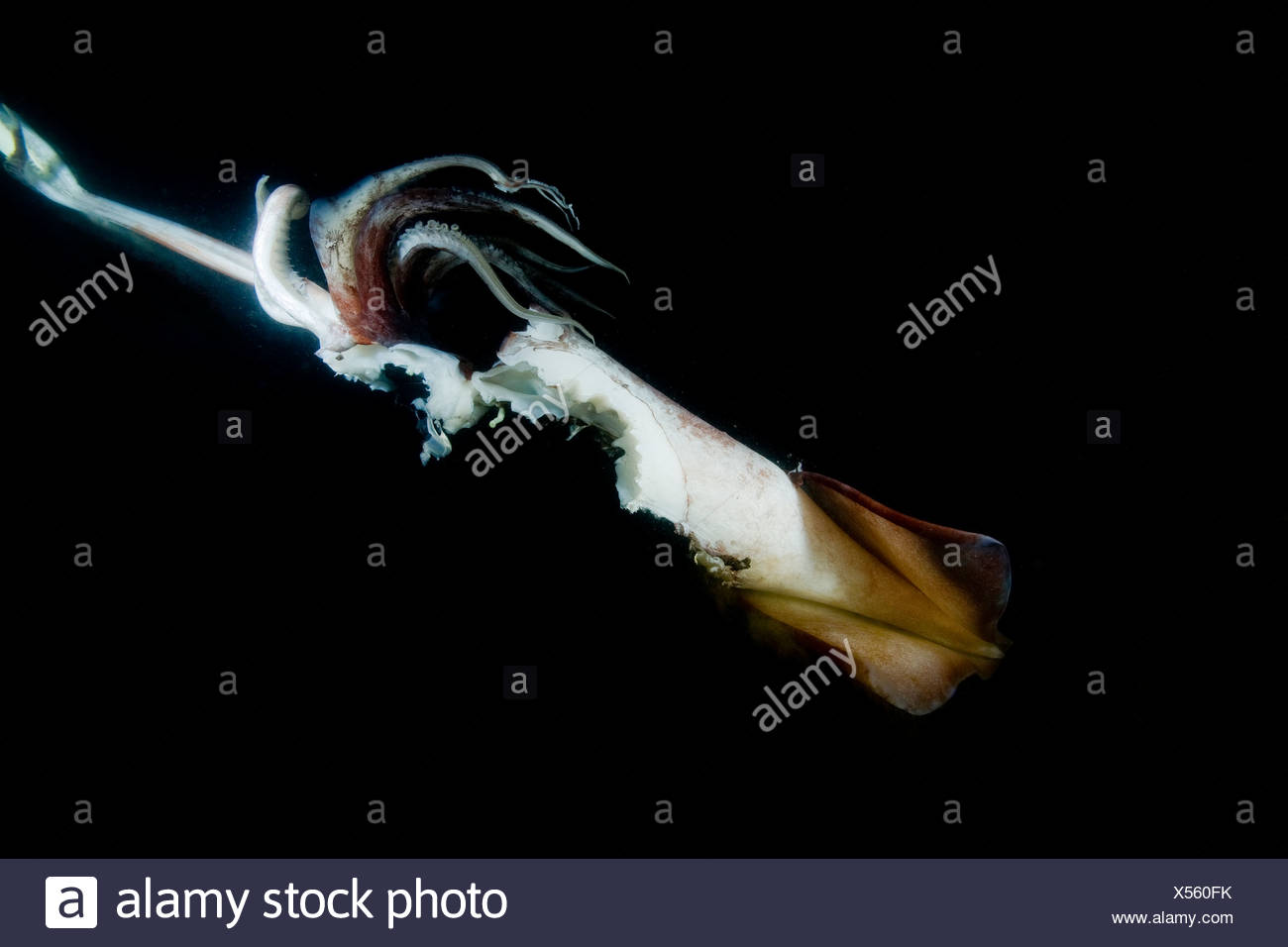 Marine Species Mexico High Resolution Stock Photography and Images - Alamy