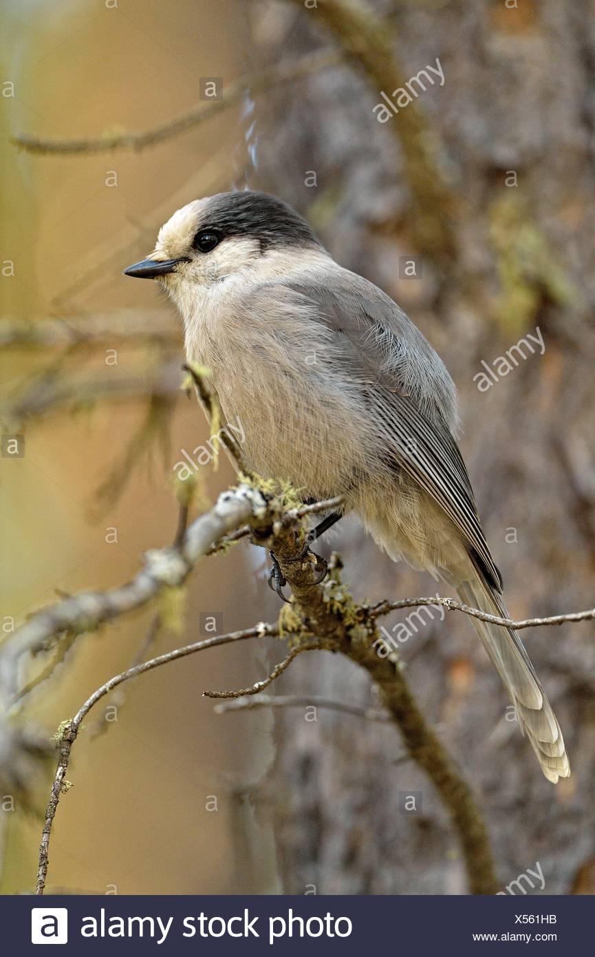 Grey Jay Habitat High Resolution Stock Photography and Images - Alamy