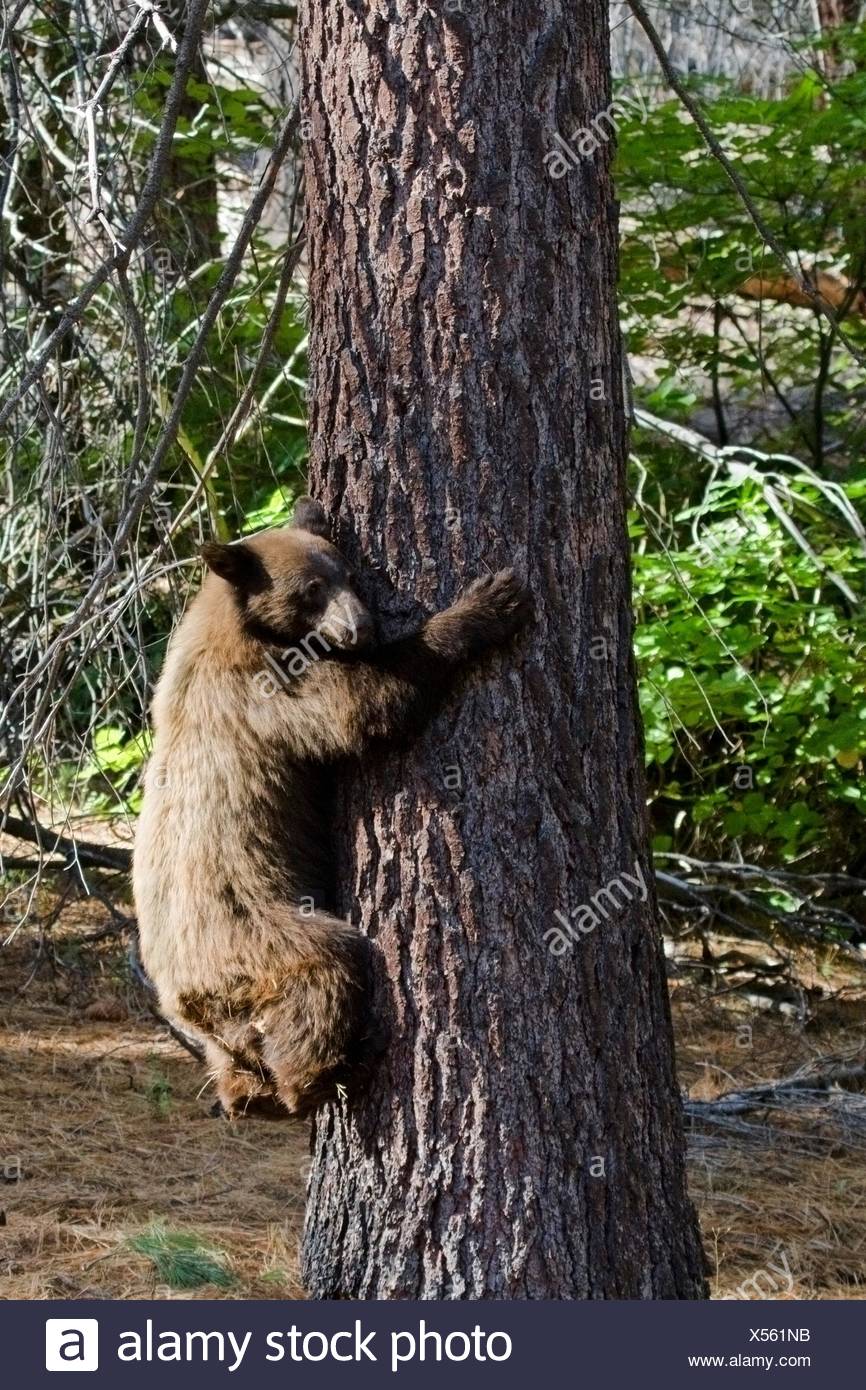 Brown Bear Hugging Tree High Resolution Stock Photography and Images ...
