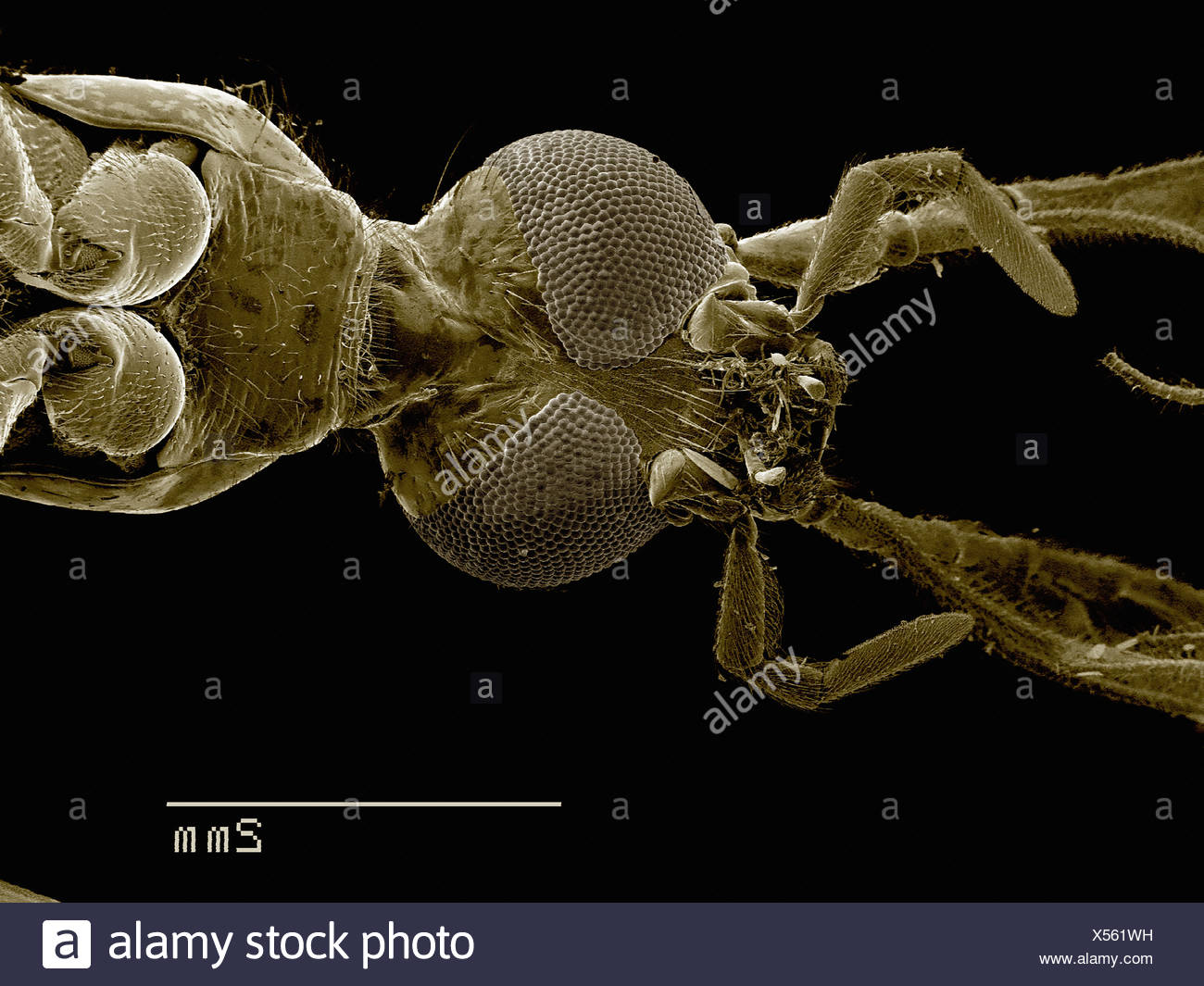 Fire Beetle High Resolution Stock Photography and Images - Alamy