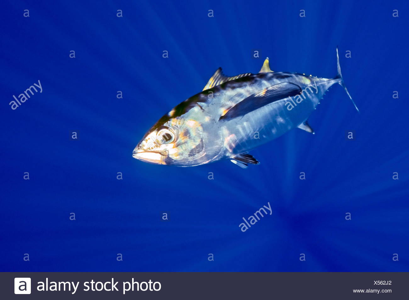 Bigeye Tuna High Resolution Stock Photography and Images - Alamy