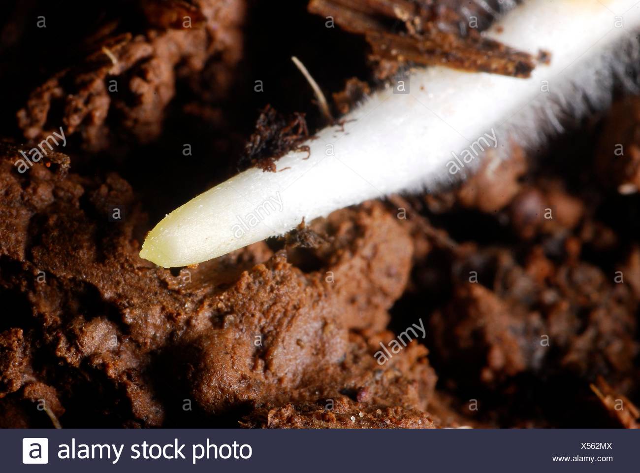 Plant Root Hairs Stock Photos & Plant Root Hairs Stock Images - Alamy