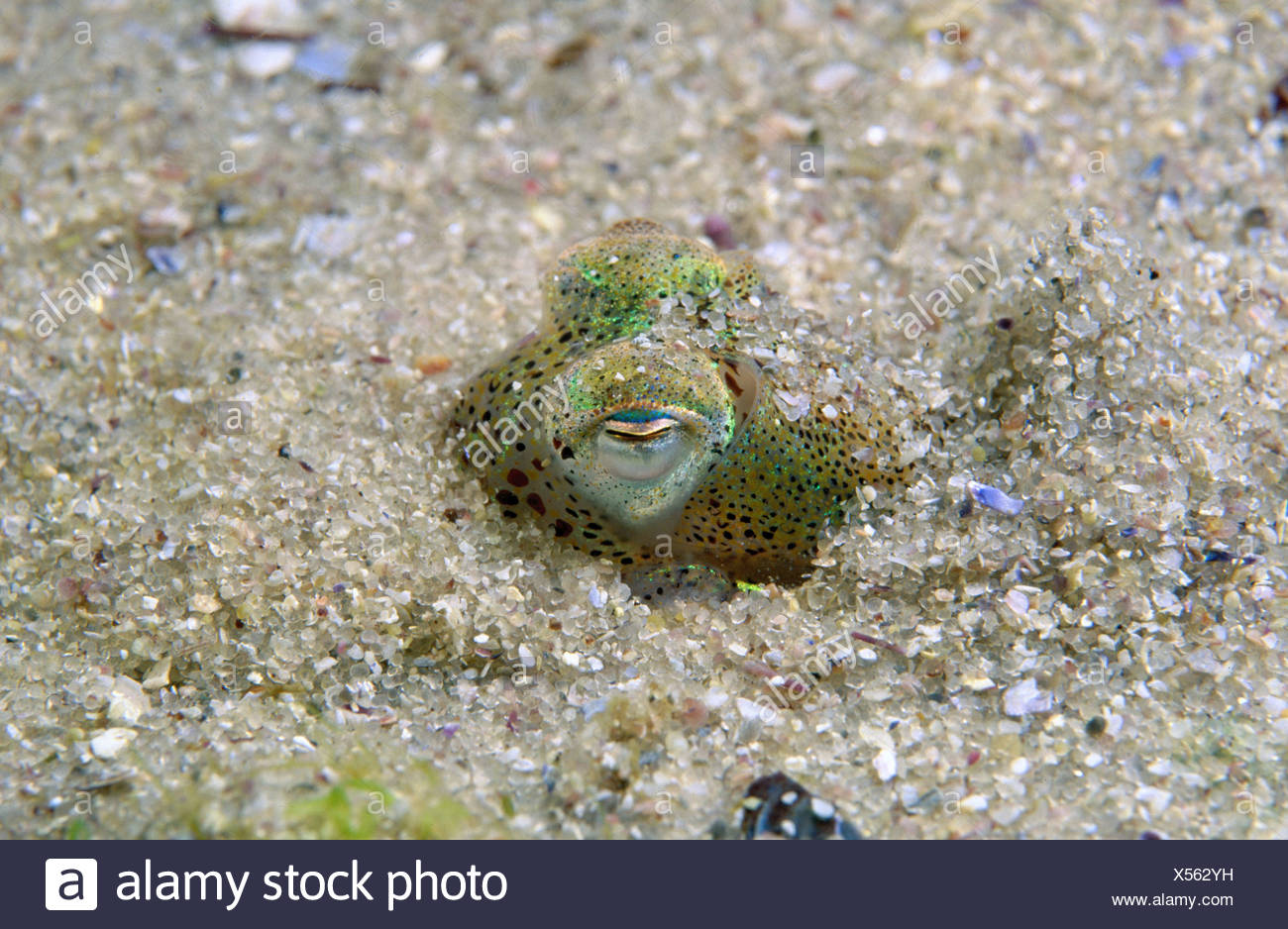 Sepiola High Resolution Stock Photography and Images - Alamy