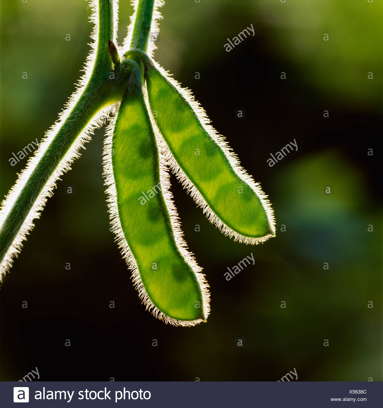 Soybean Pod High Resolution Stock Photography and Images - Alamy