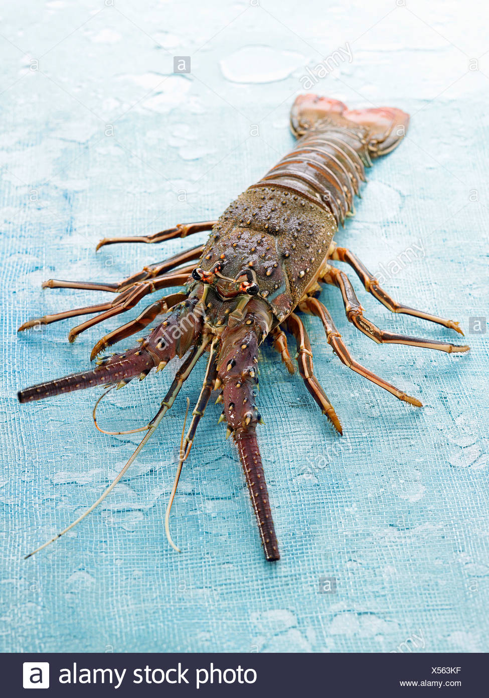 Spiny Lobster High Resolution Stock Photography and Images - Alamy