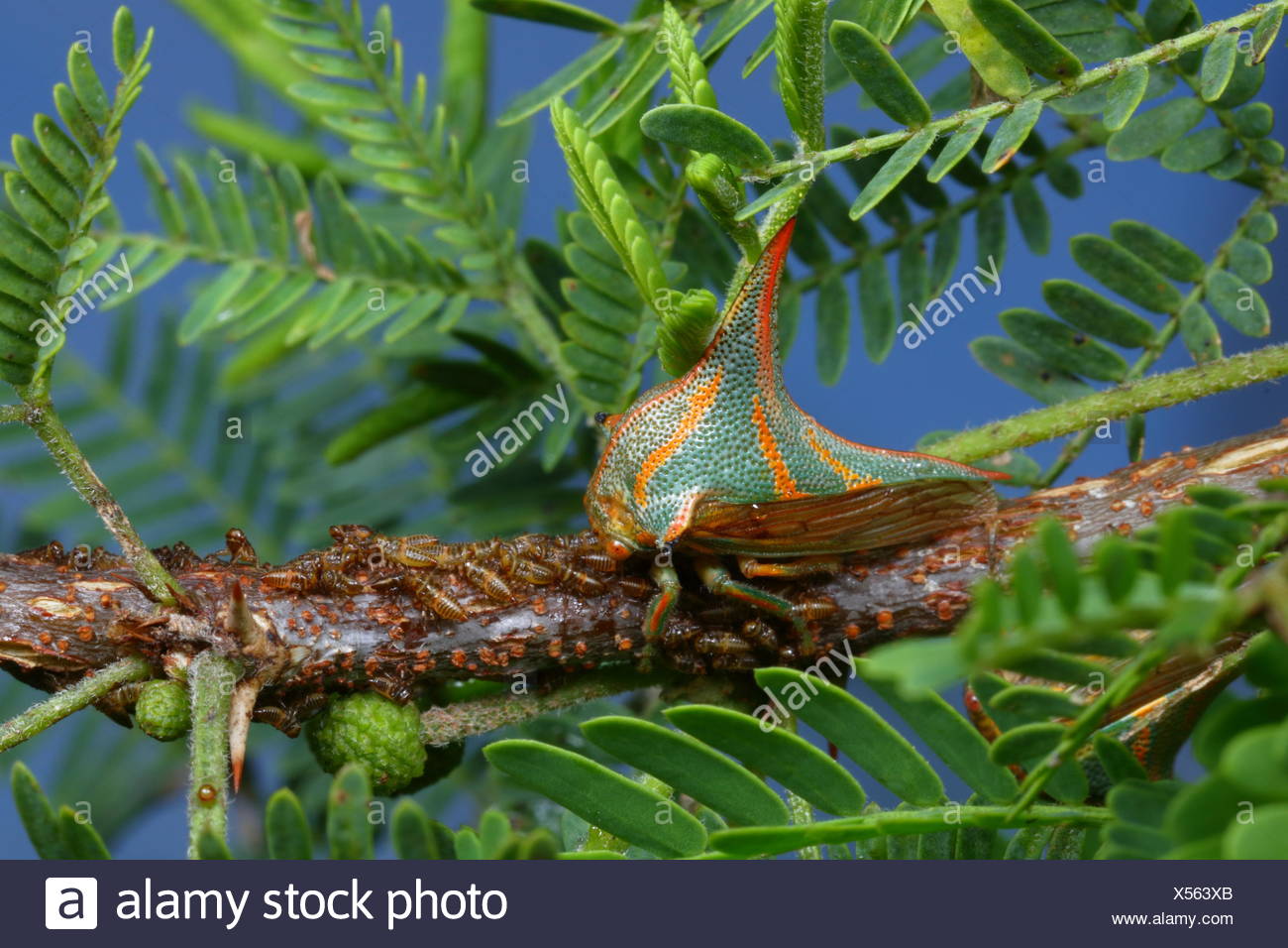 Umbonia High Resolution Stock Photography and Images - Alamy