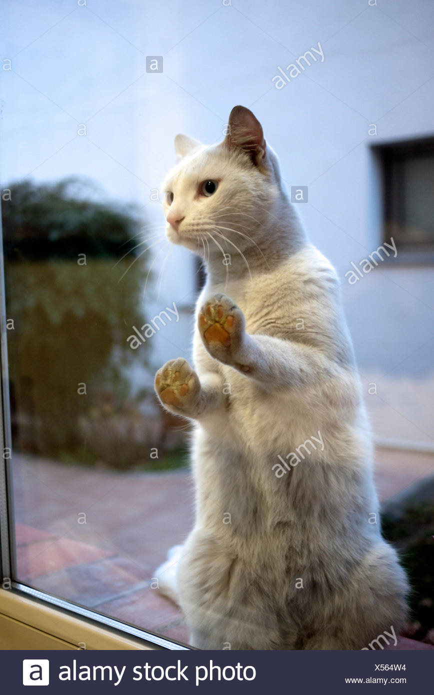 Pressed Up Against Glass Window Stock Photos & Pressed Up Against Glass ...