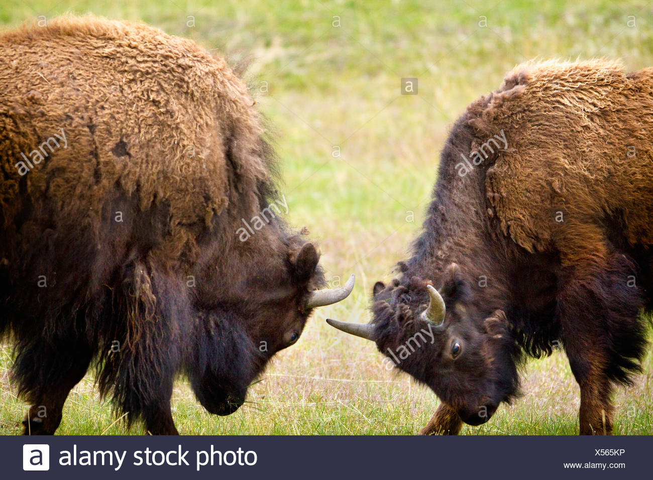 America Buffalo Or Bison High Resolution Stock Photography and Images ...