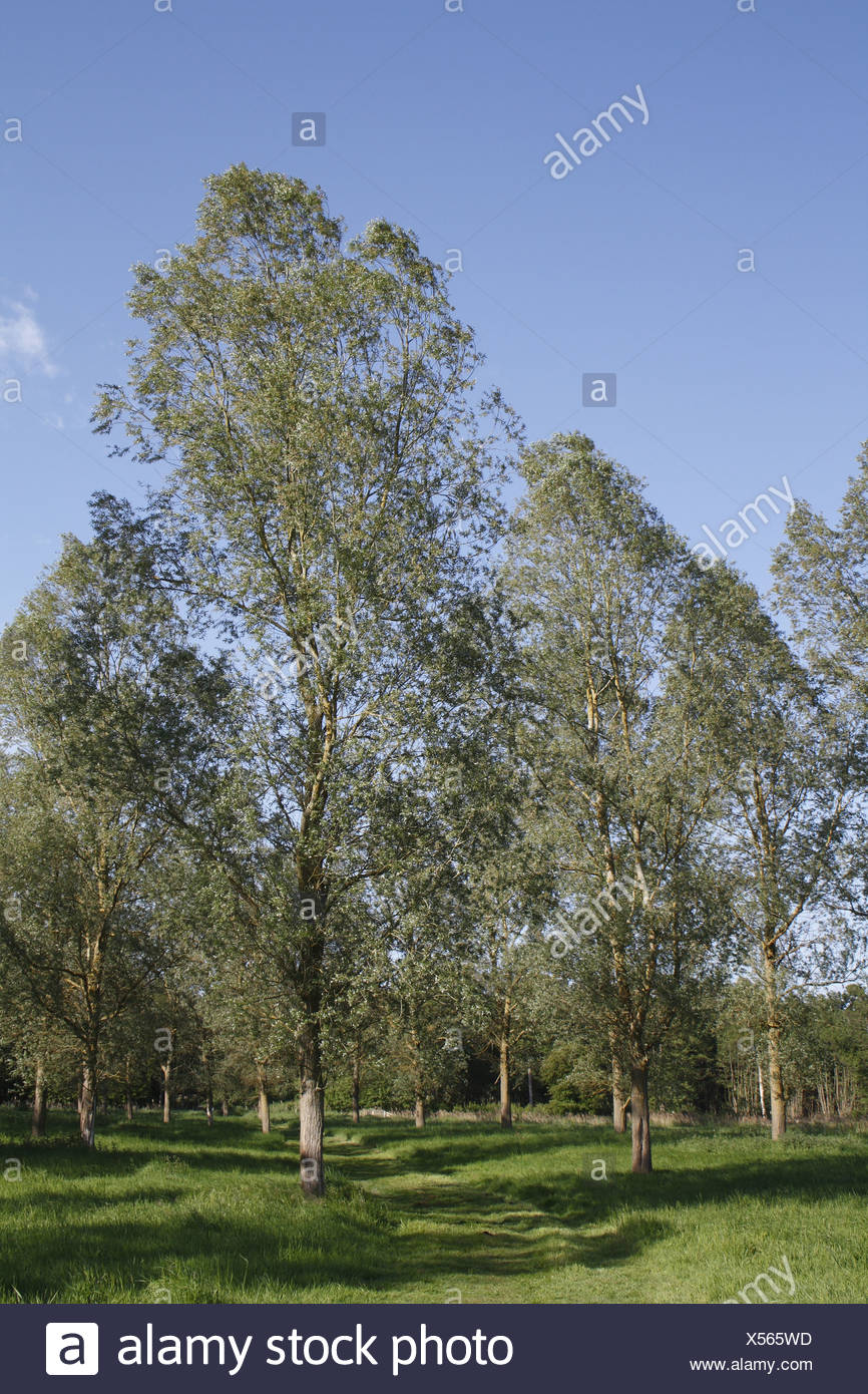 Cricket Bat Willow Plantation Suffolk High Resolution Stock Photography ...
