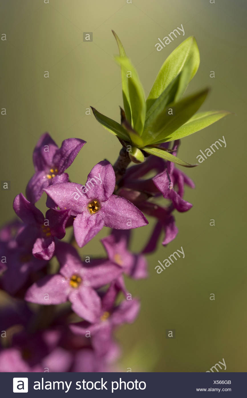 Daphne Mezereum Blooming High Resolution Stock Photography and Images ...