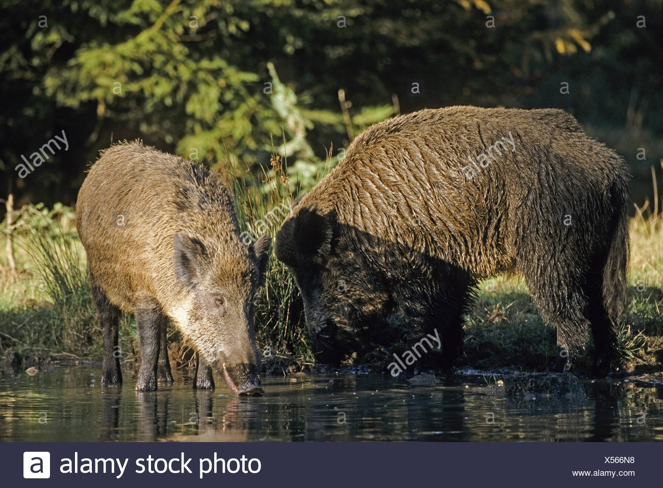Pigs Mating High Resolution Stock Photography and Images - Alamy