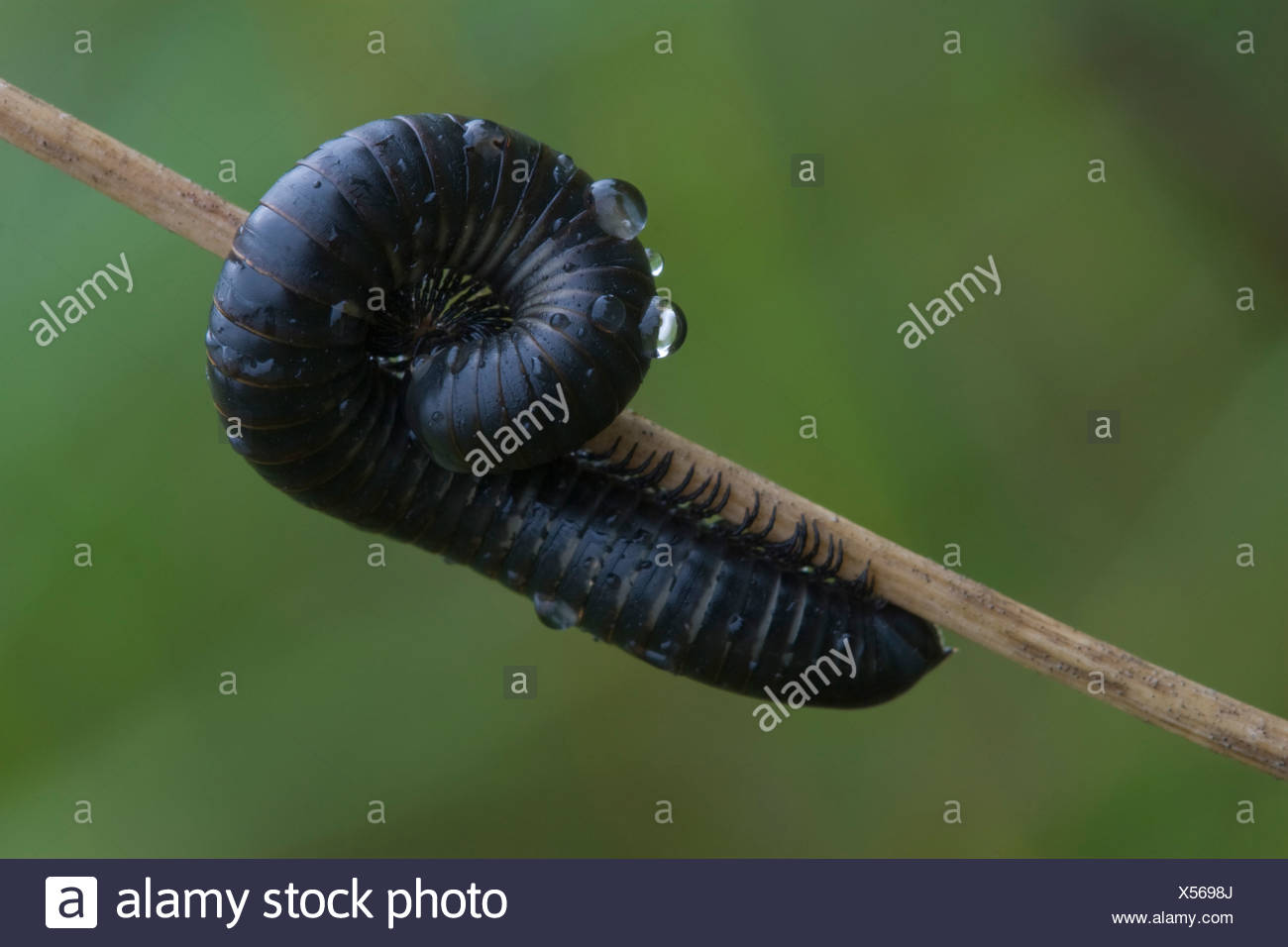 Centipede Plant High Resolution Stock Photography and Images - Alamy