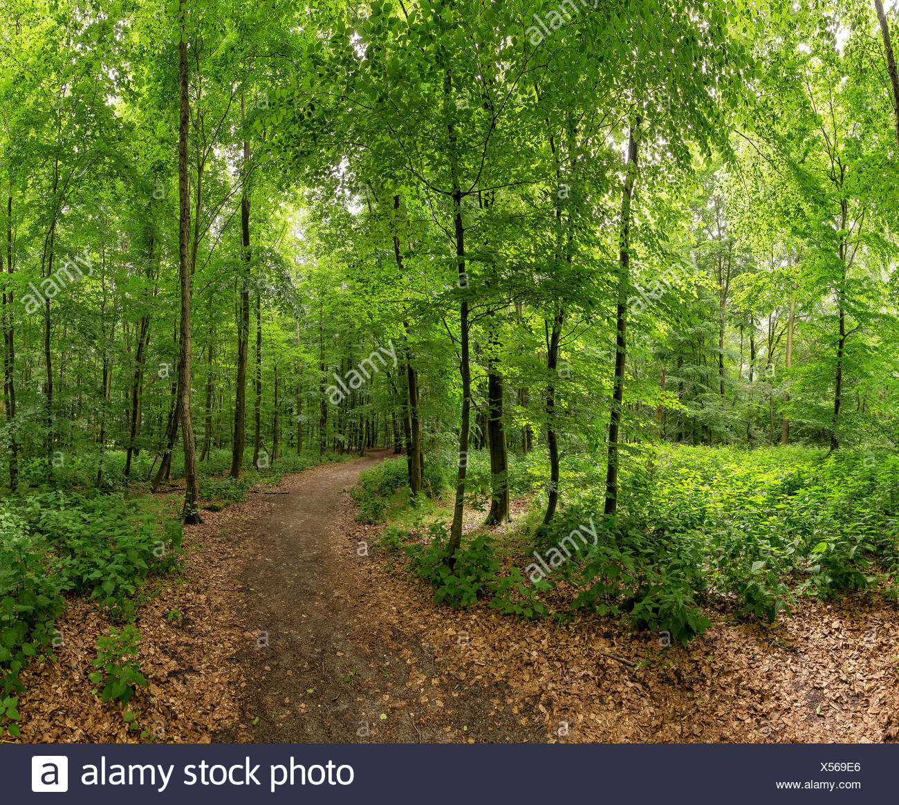 Hollandse Hout High Resolution Stock Photography and Images - Alamy