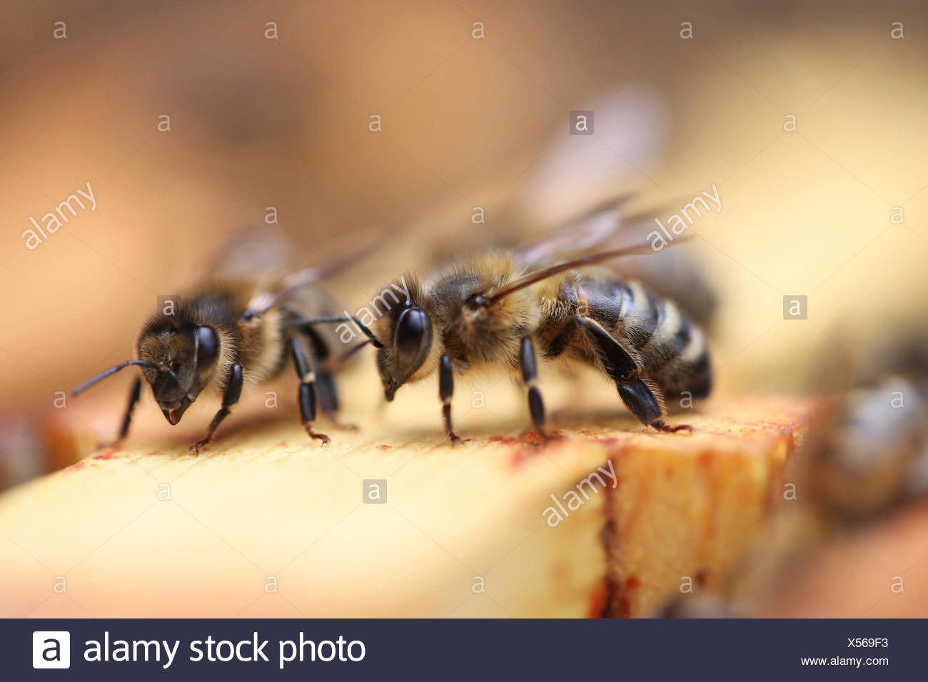 Teamwork Of Bees High Resolution Stock Photography and Images - Alamy
