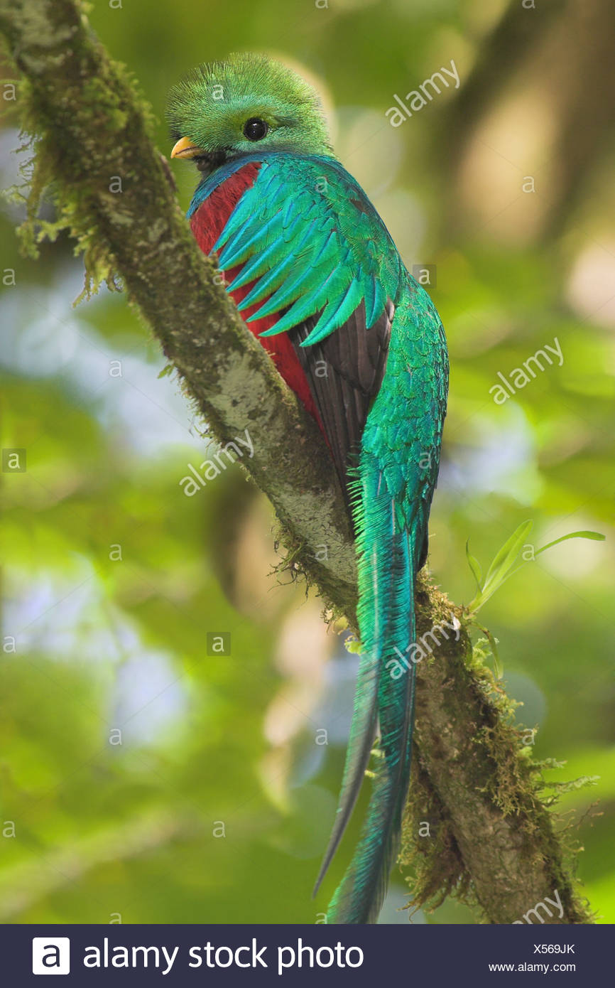 Quetzals Costa Rica High Resolution Stock Photography and Images - Alamy