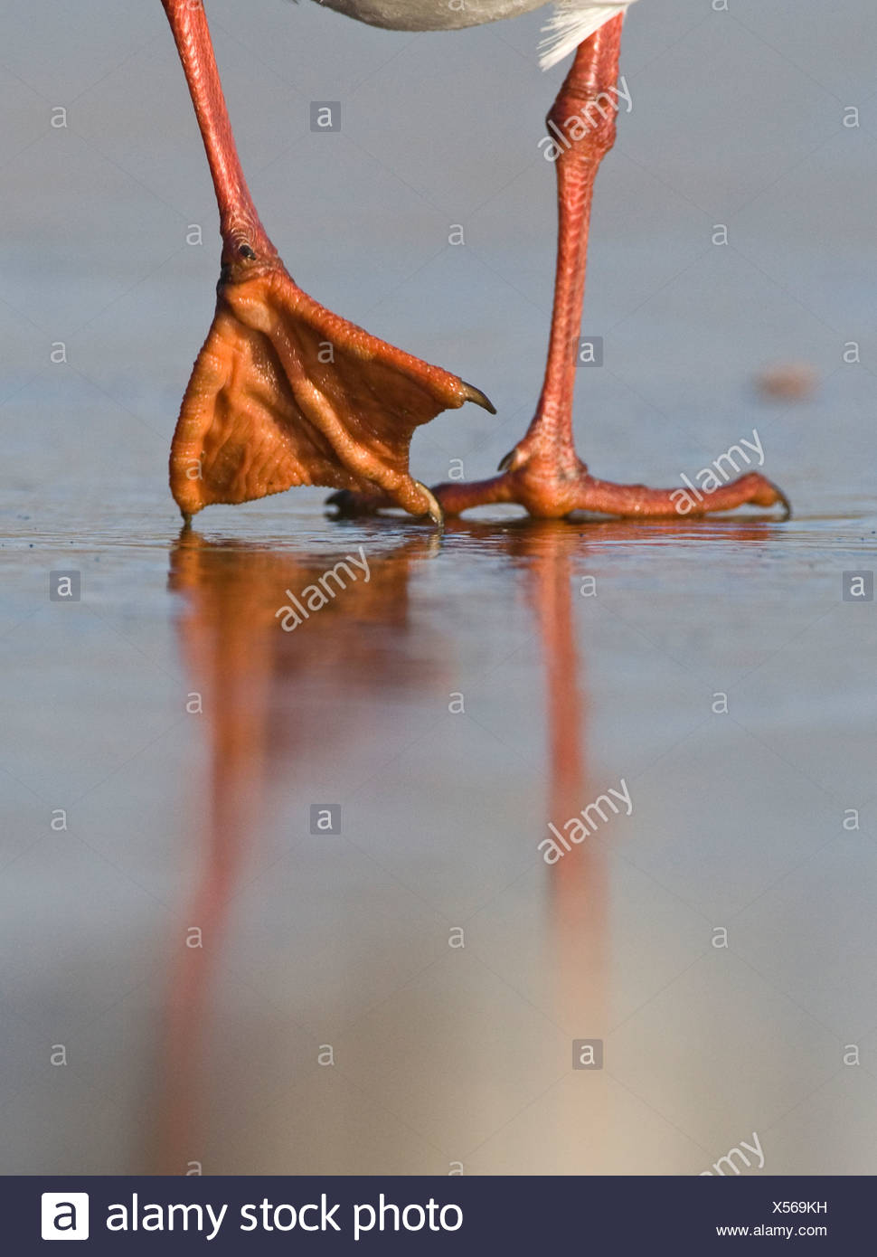 Webbed Bird Feet High Resolution Stock Photography and Images - Alamy