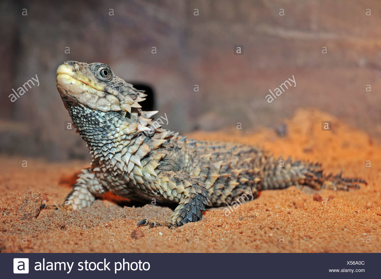 Giant Lizards Giant High Resolution Stock Photography and Images - Alamy