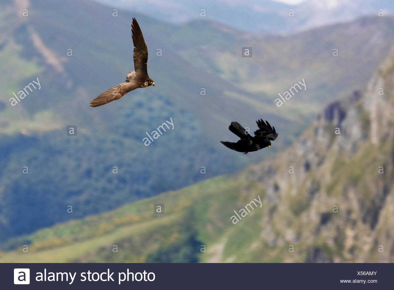 Peregrine Falcon Hunting High Resolution Stock Photography and Images ...
