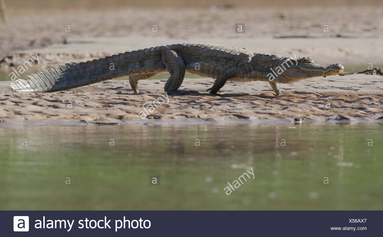 Melanosuchus Niger Stock Photos & Melanosuchus Niger Stock Images - Alamy